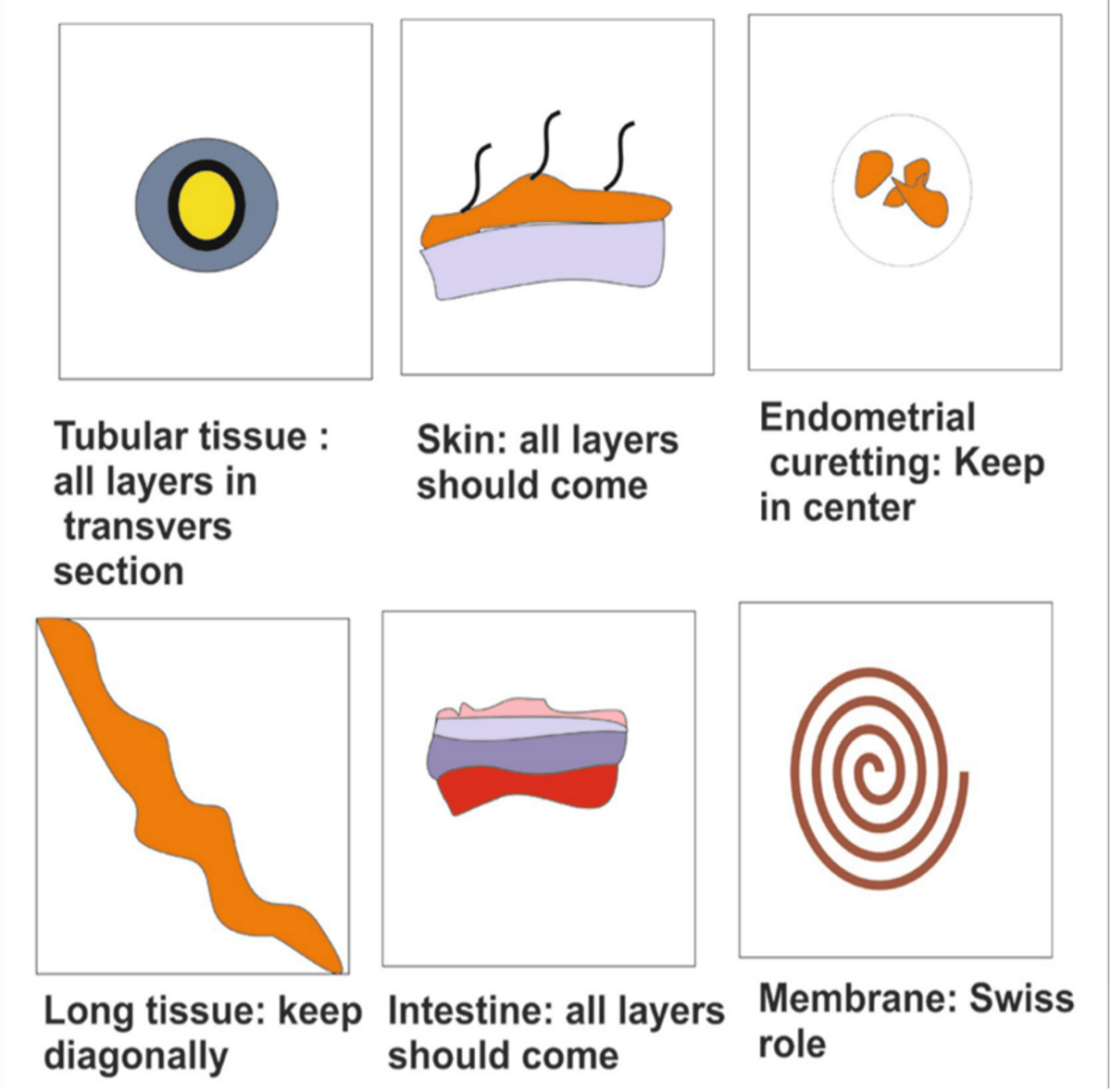 Tips & Tricks to Optimize Your Tissue Processing