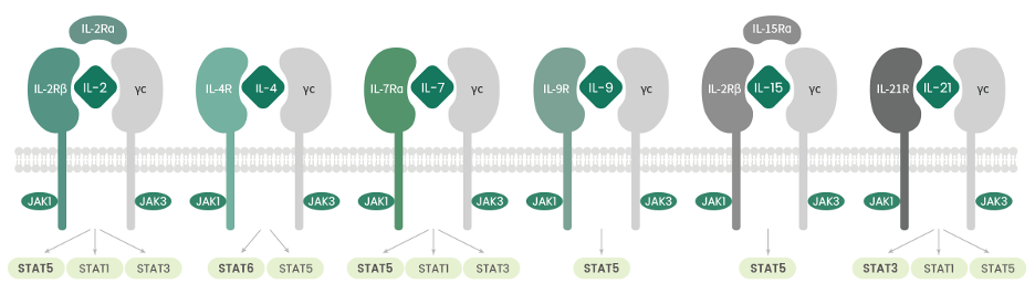 Common Gamma Chain Cytokines in Cancer Immunotherapy Common Gamma Chain Cytokines in Cancer Immunotherapy