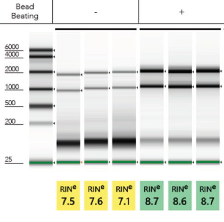 Optimizing RNA Extraction from Cells and Tissues with TRIzol®